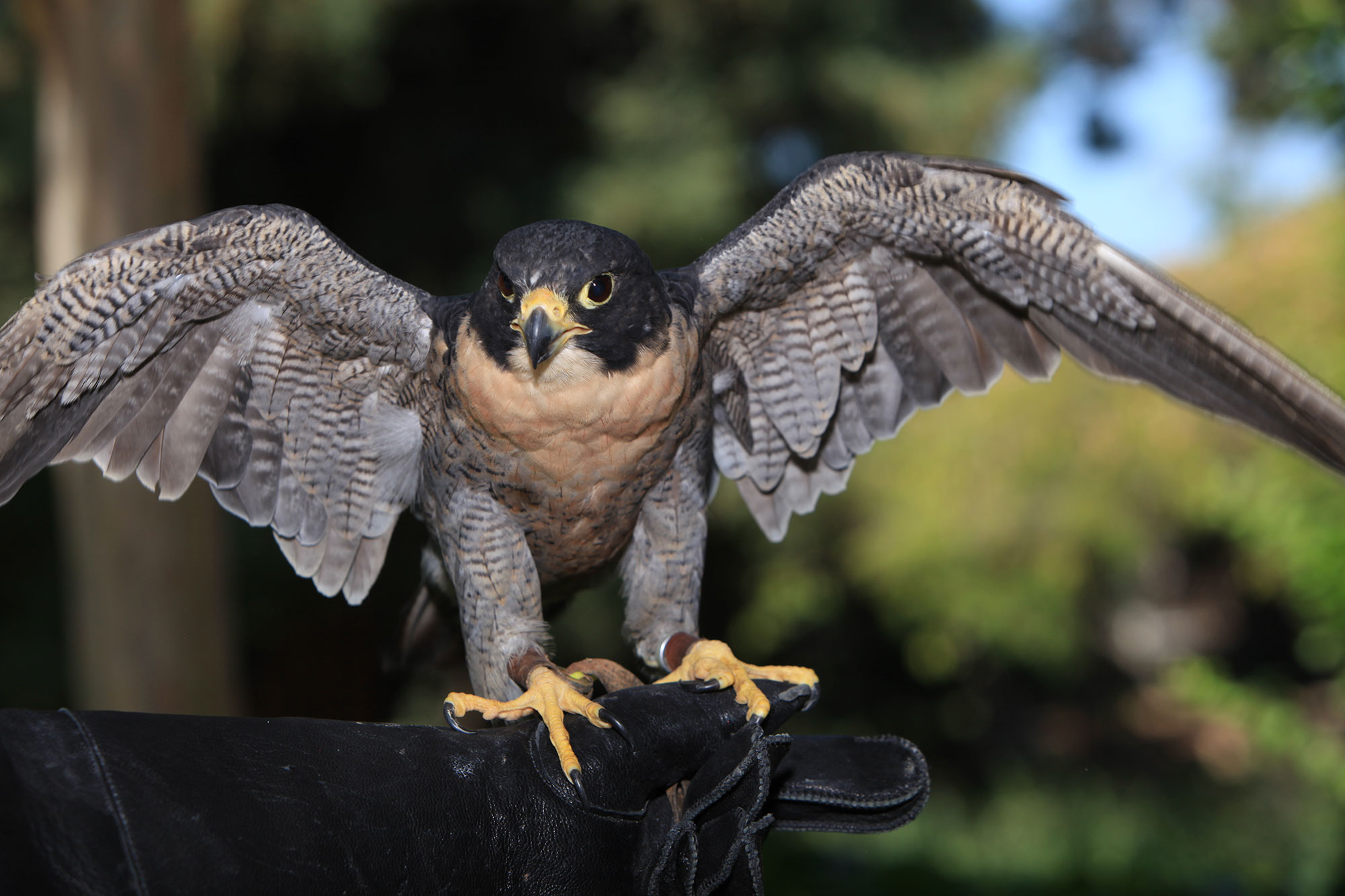 The Zoo - Conservation Ambassadors