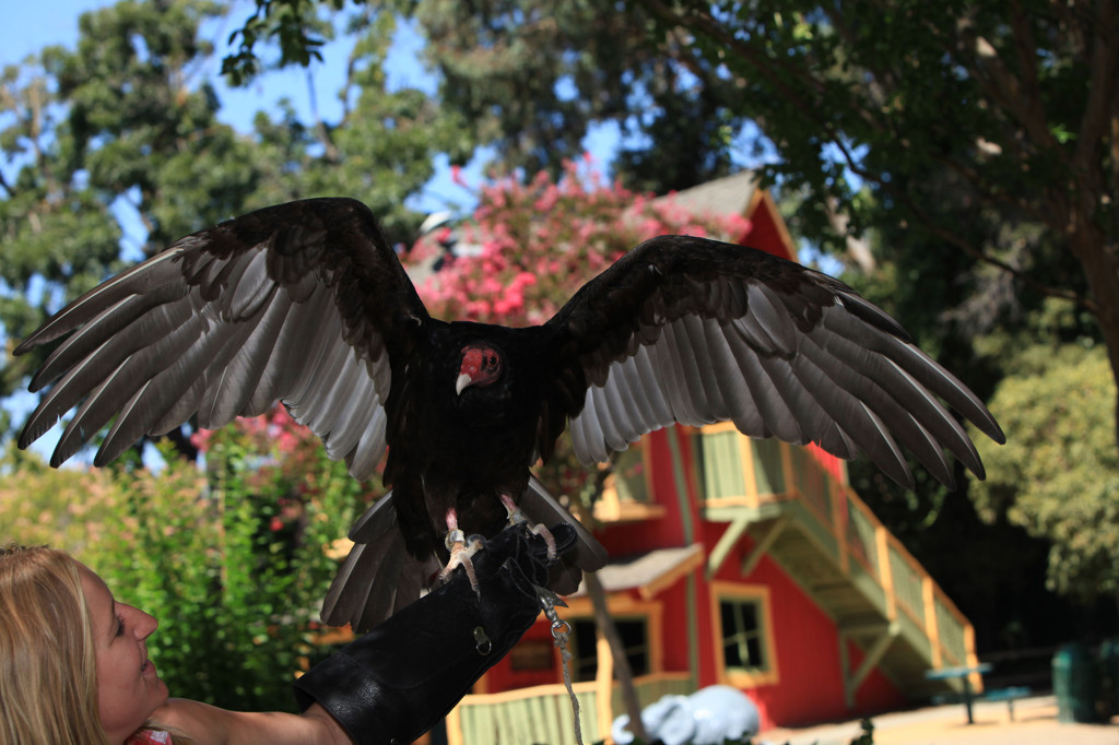 Barfolomew - Turkey Vulture - Conservation Ambassadors