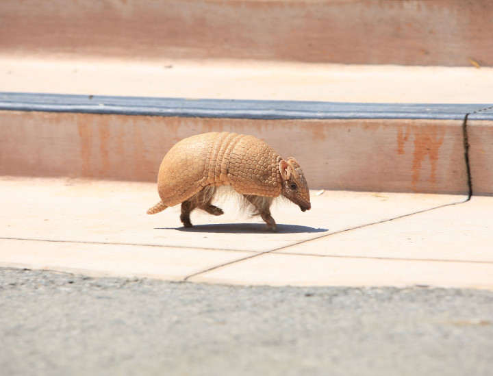 The Zoo - Conservation Ambassadors