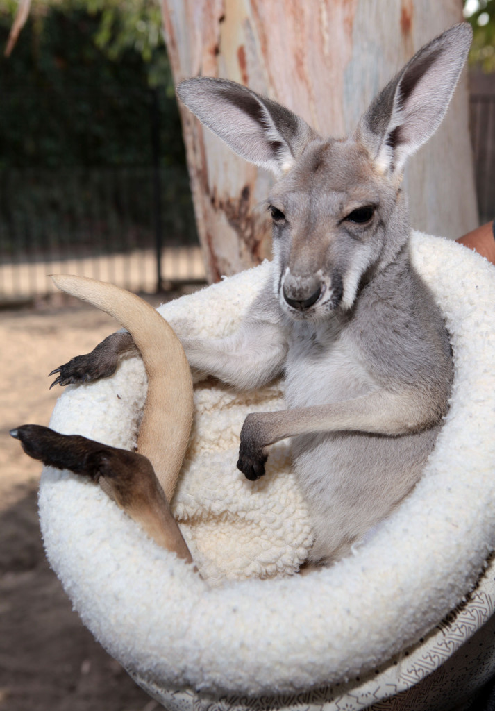 Sydney - Red Kangaroo Joey - Conservation Ambassadors